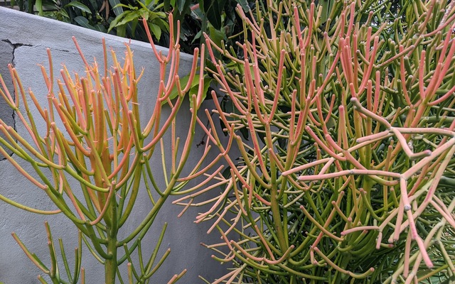 searching for mami & abuelita | Manifold @CUNY